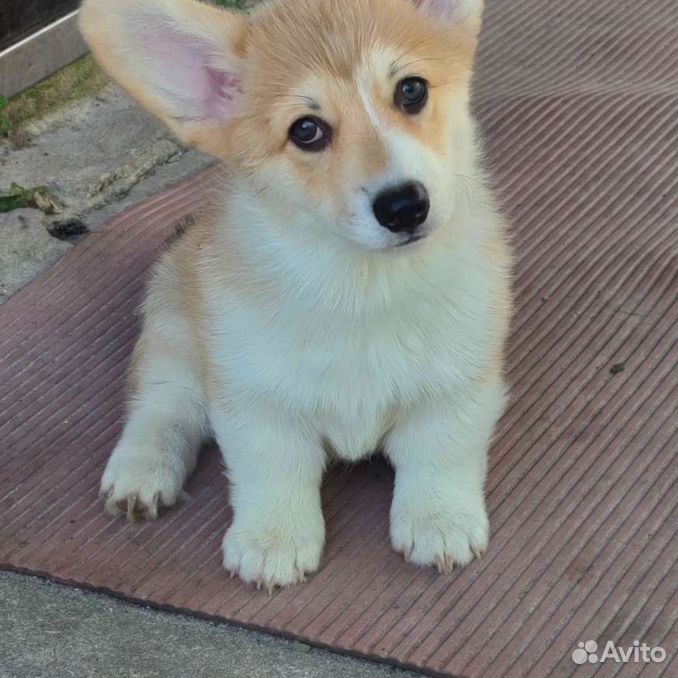 Симпатичные девочки