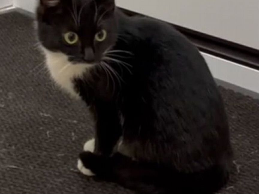 Котенок в добрые руки