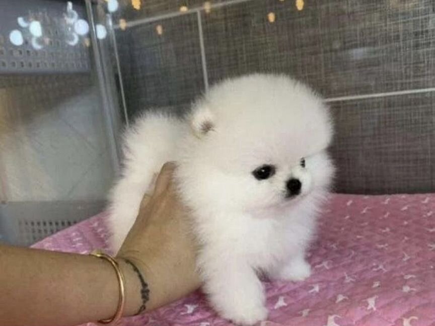 Шпиц мини девочка 3 мес