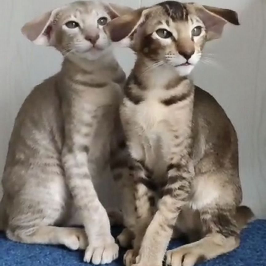 Ориентальные котята экстрим