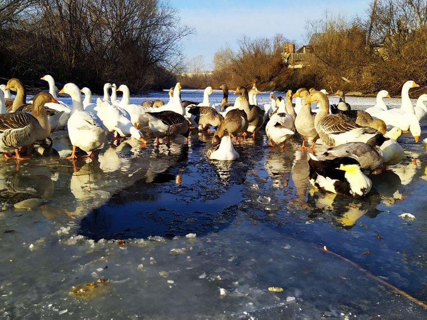 Продам гусей разных пород