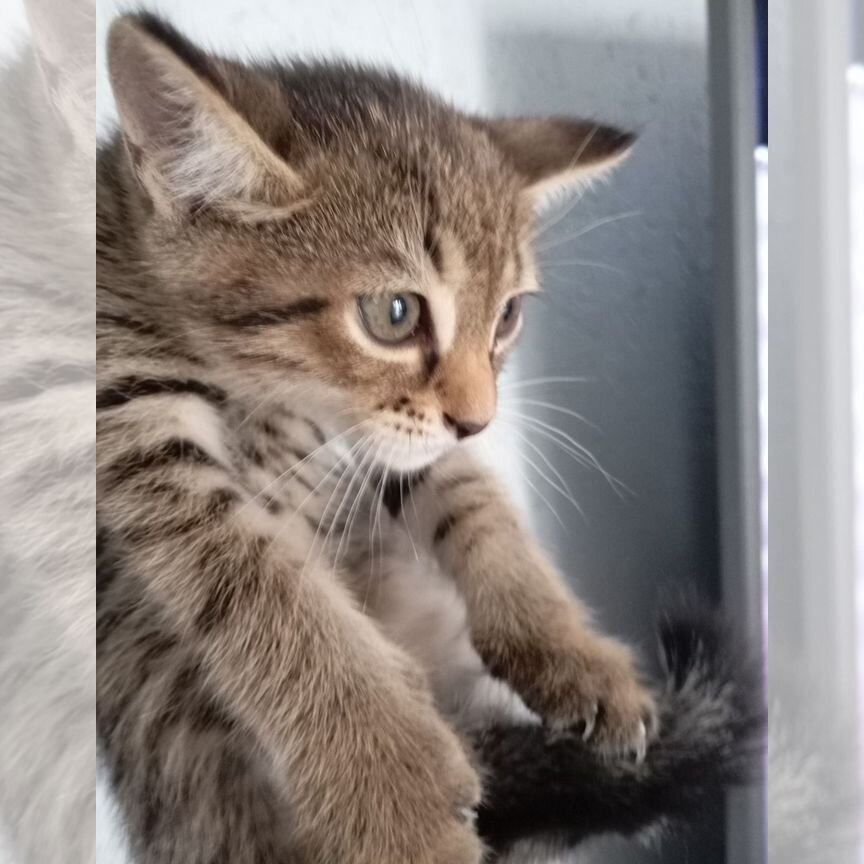 Кошечка и котик ждут своих хозяев
