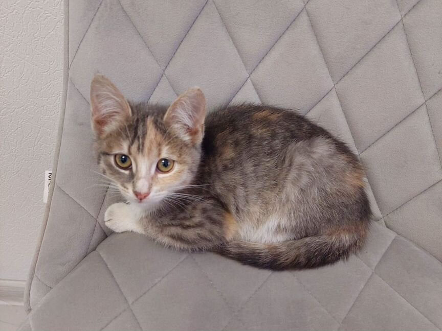 Котенок в добрые руки(кошка)
