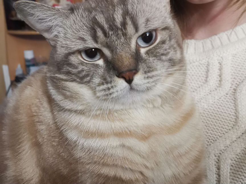 Молодой котик ищет невесту