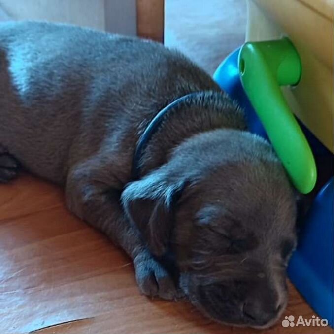 Щенки веймаранера