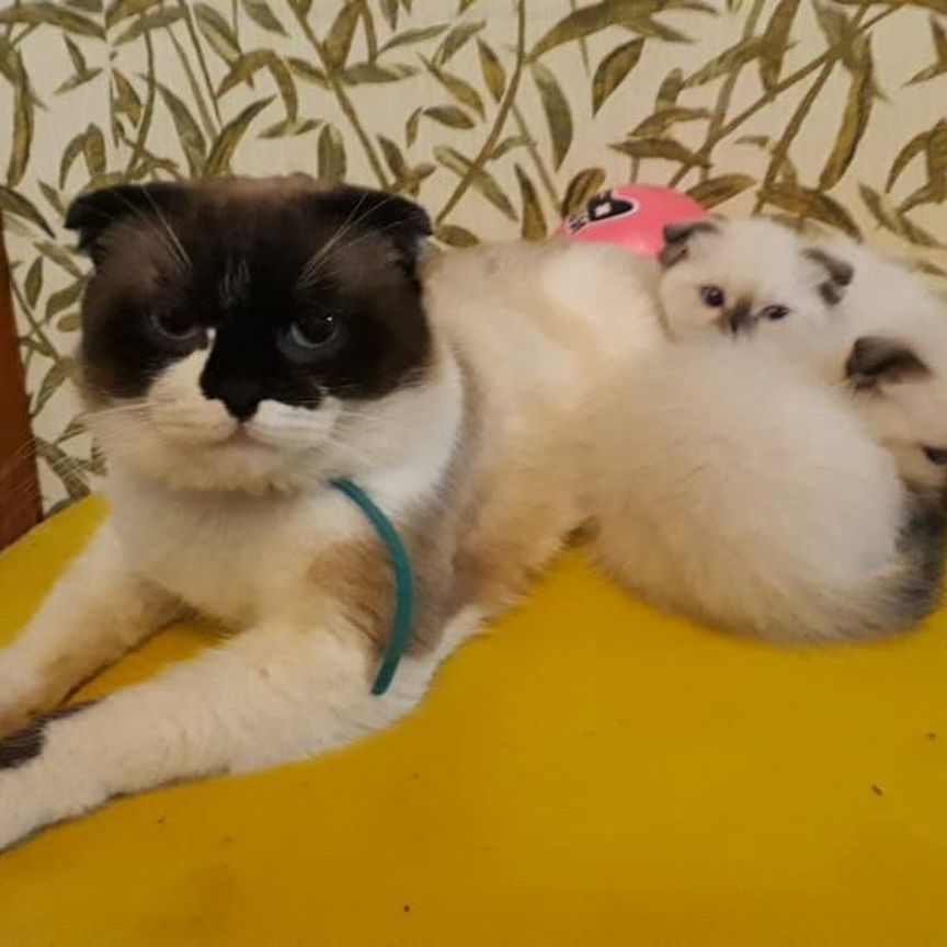 Вислоухие котята 3 штуки и один прямоухий