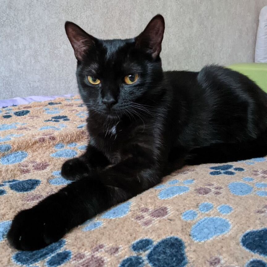 Черная кошка
