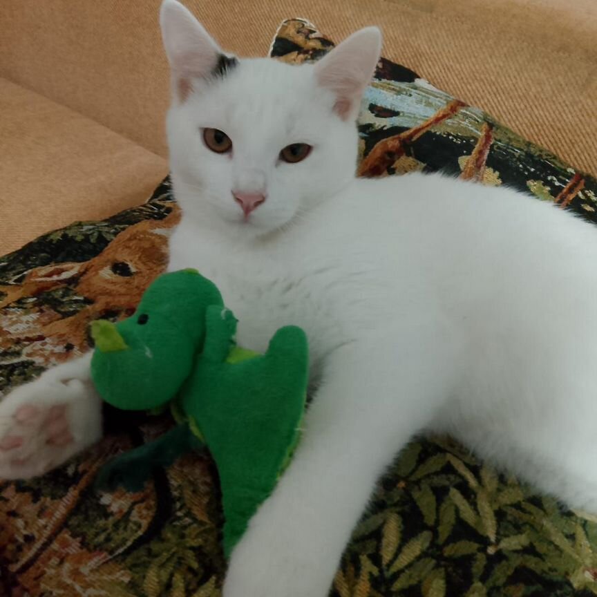 Милые котята