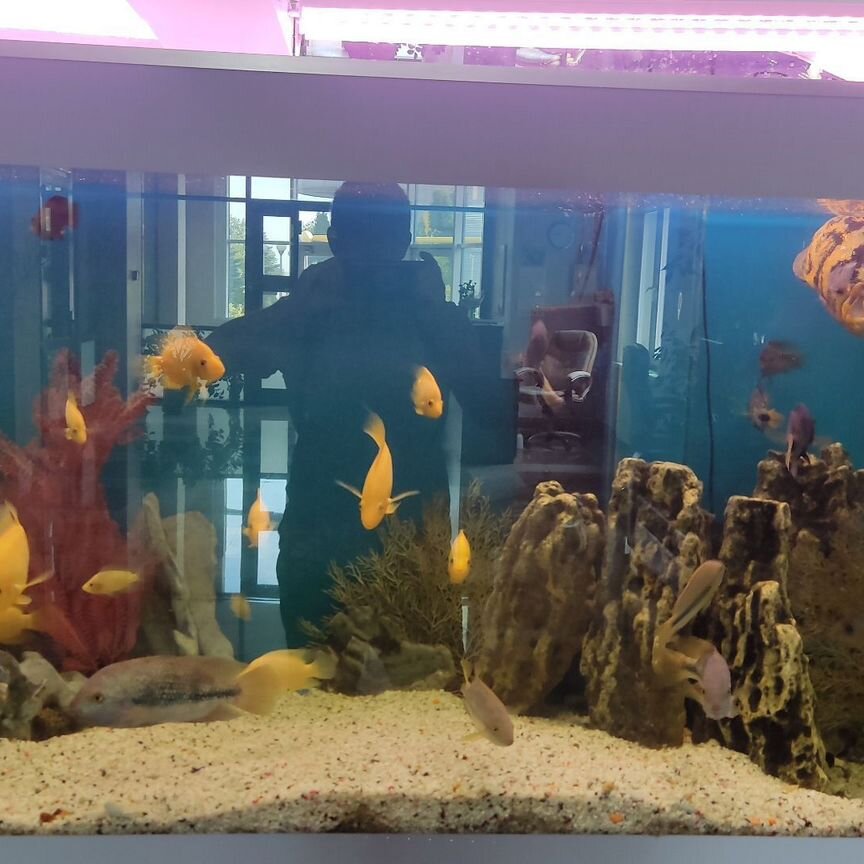 Аквариумные рыбки