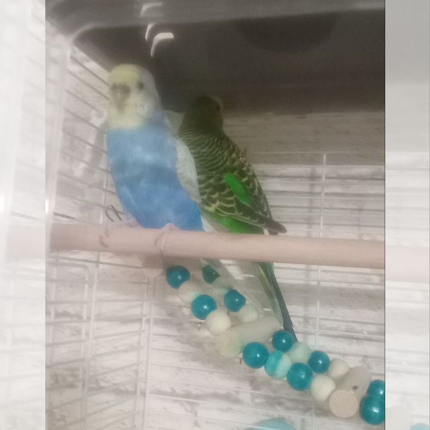 Волнистый попугай