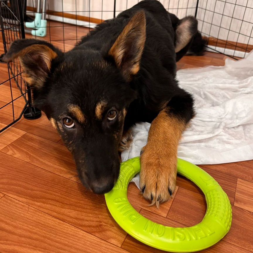 Щенок помесь овчарка