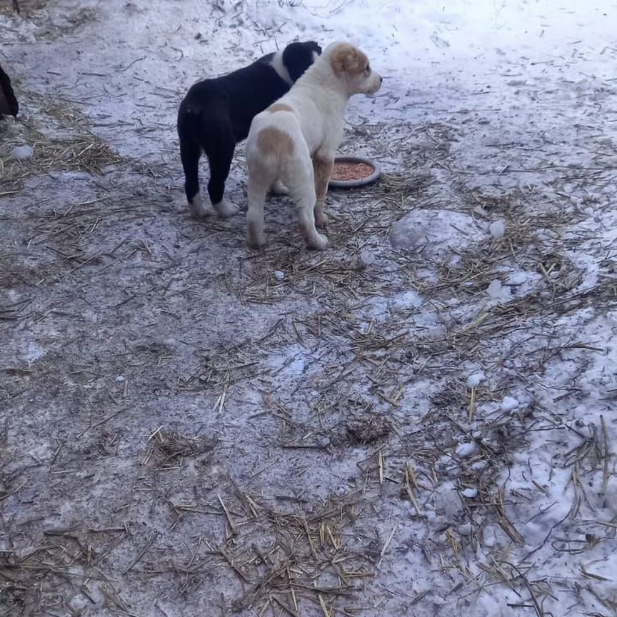 Щенки алабая