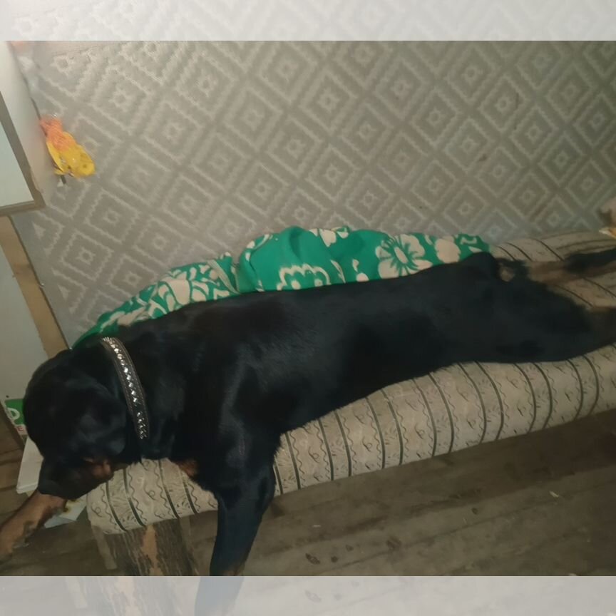 Ротвейлер, вязка