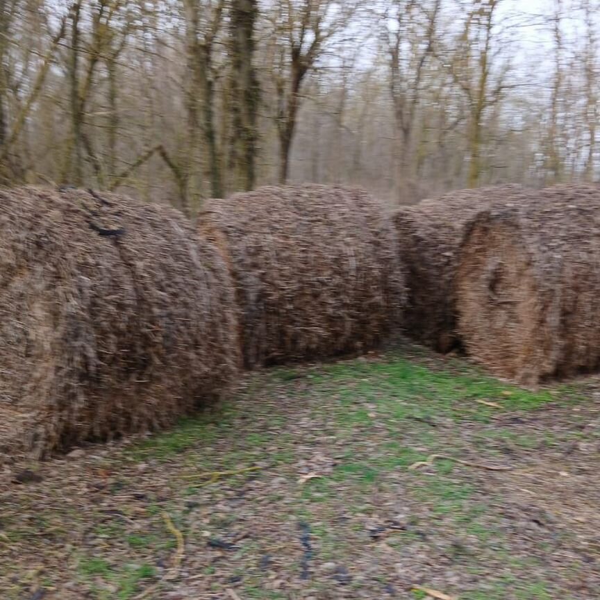 Гороховое салома