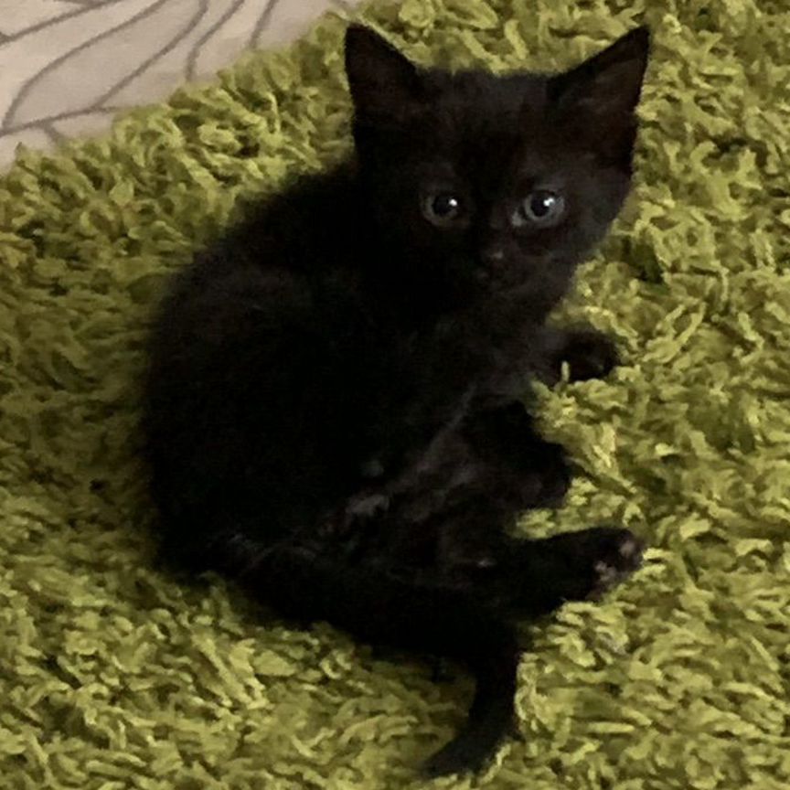 Котенок черный