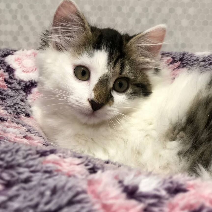 Котёнок