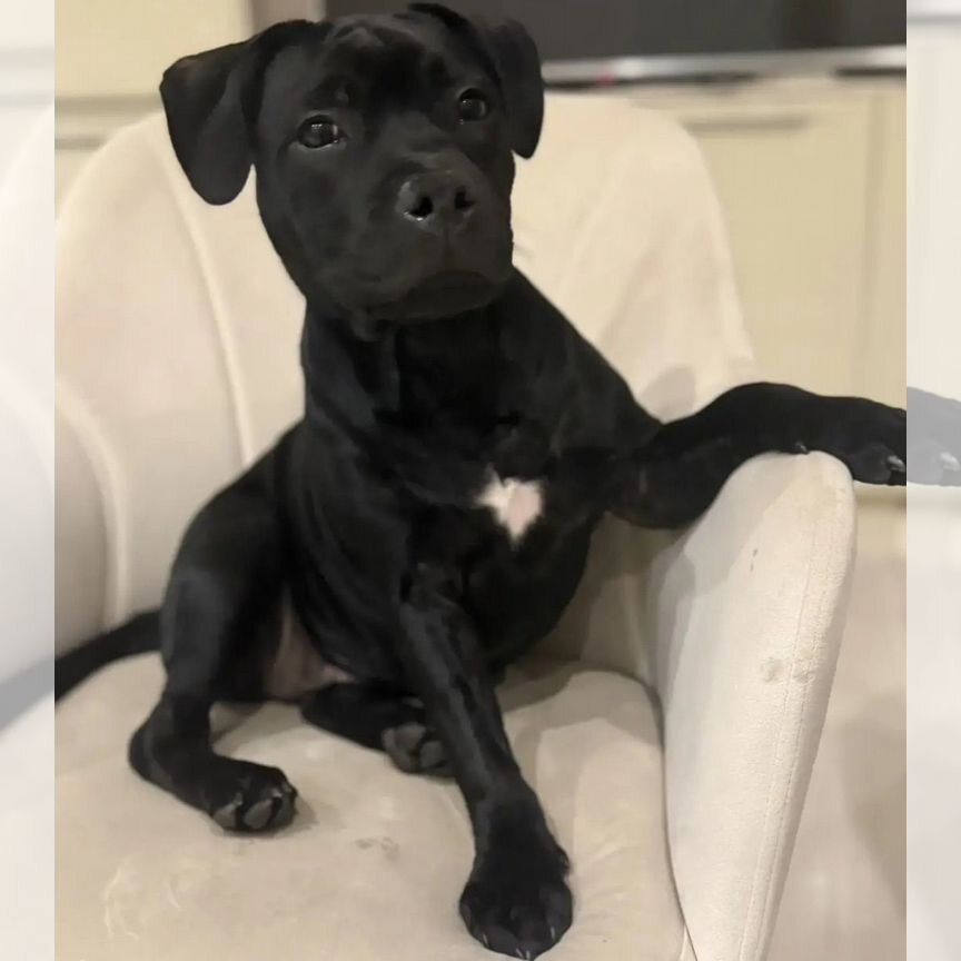 Стаффордширский бультерьер, щенок