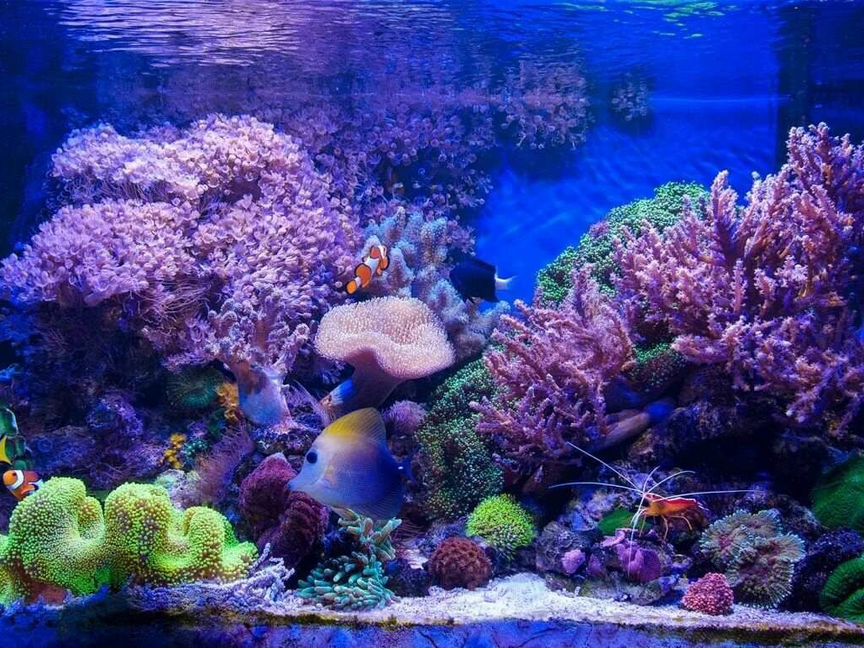 Клоун оцелярис