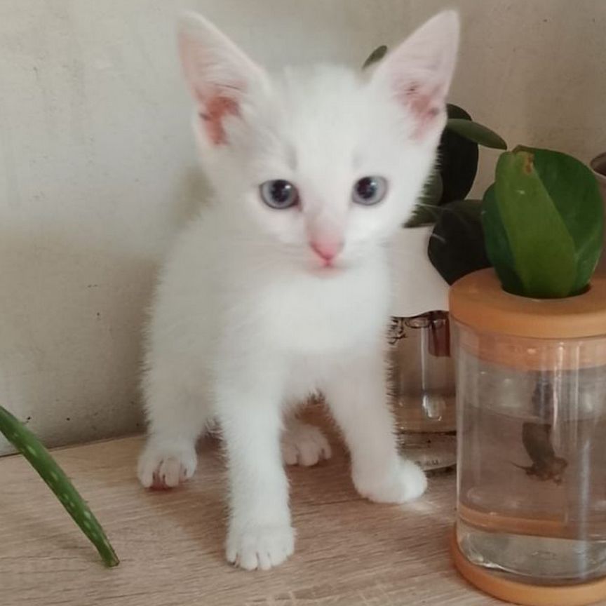 Отдаю котенка в добрые и любящие руки