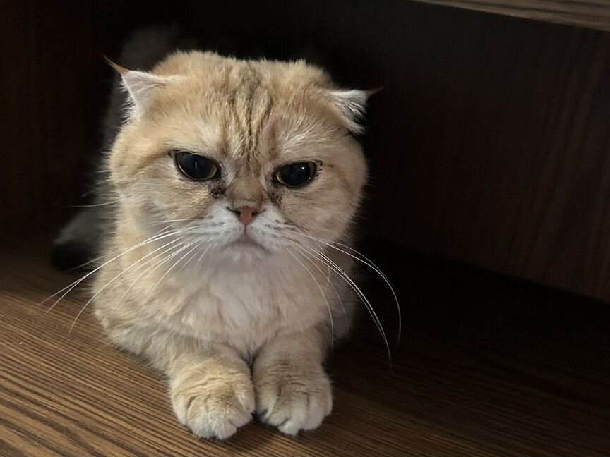 Кошки в добрые руки