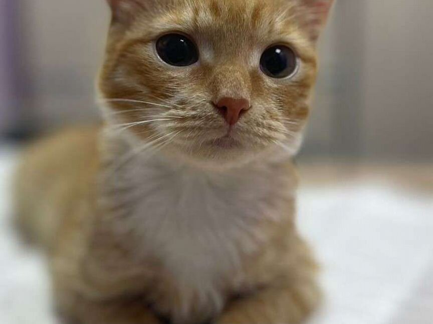 Ласковый и игривый котенок в дар