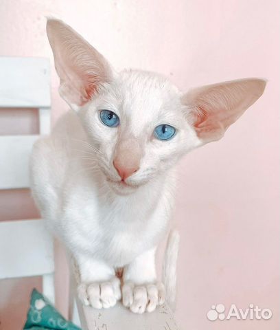 Ориентальные котята