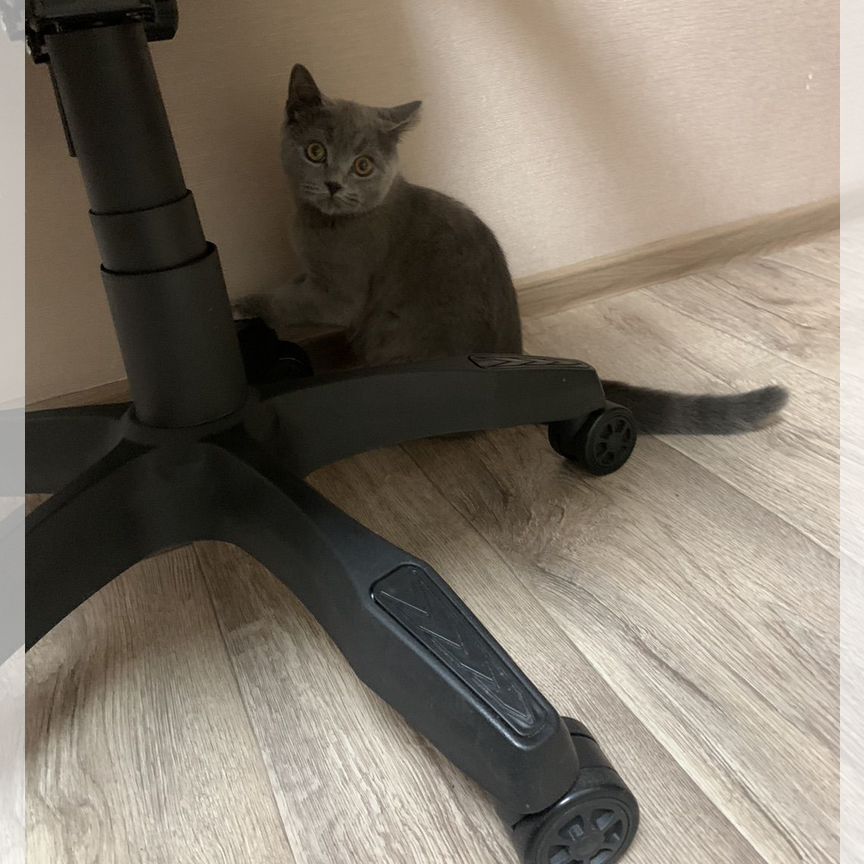 Шотландец 3 месяца