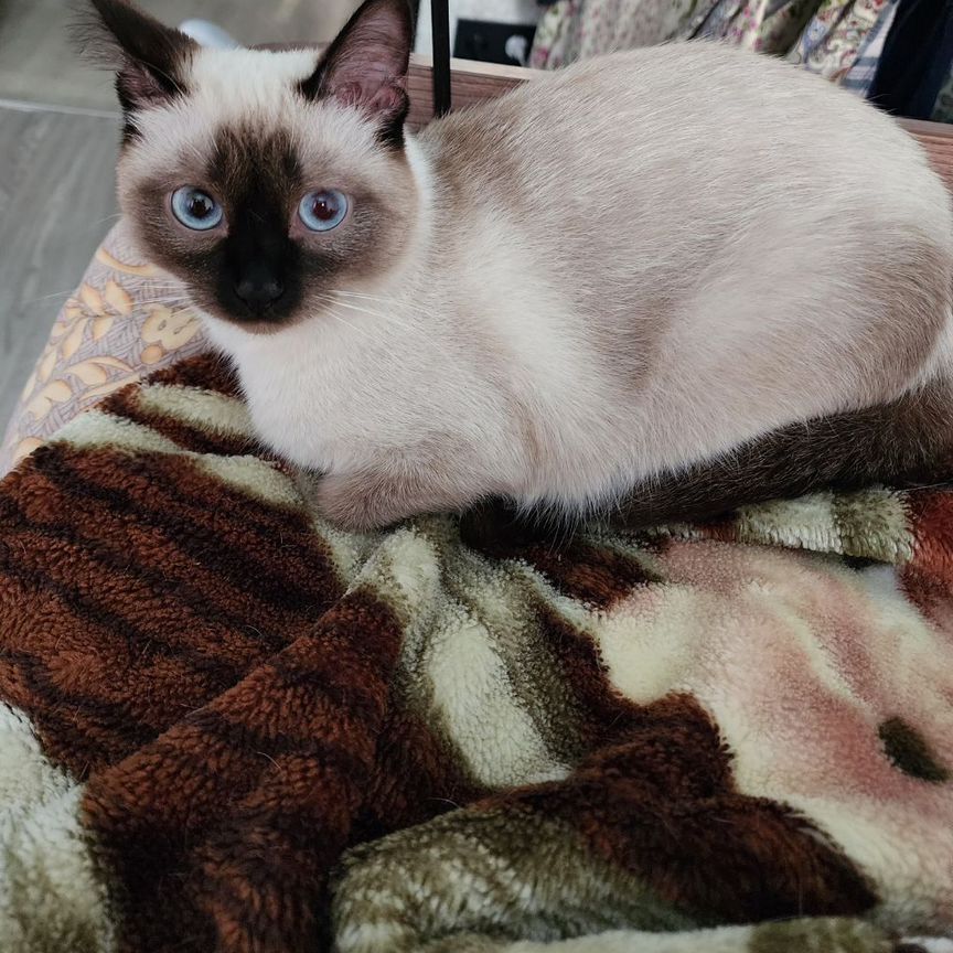 Сиамская, взрослая кошка