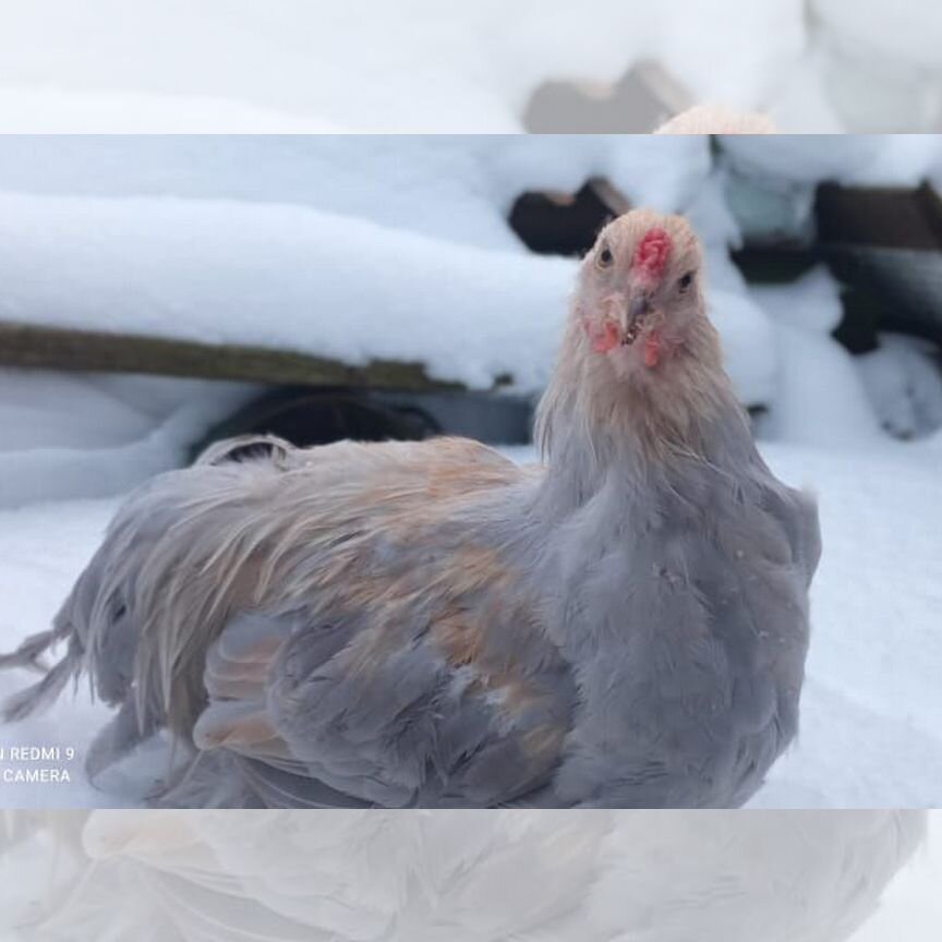 Брама петухи