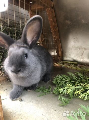 Кролик породы Венский голубой