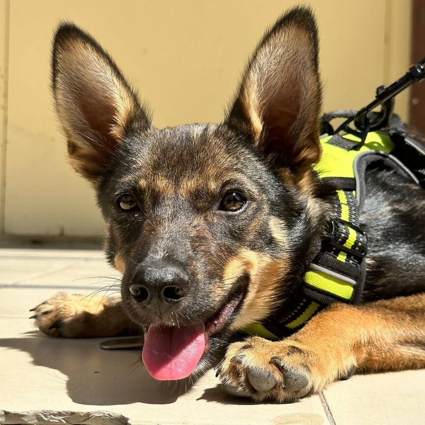 Собака в добрые руки девочка бесплатно