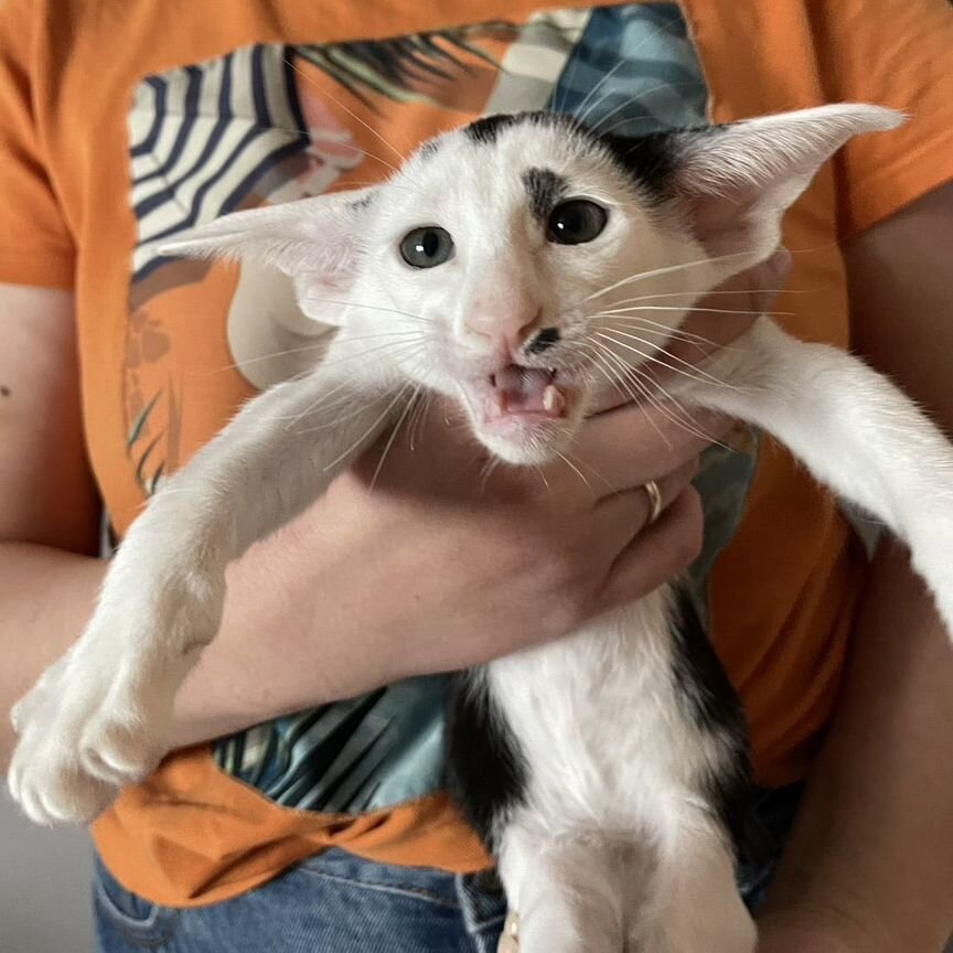 Ориентальные котята
