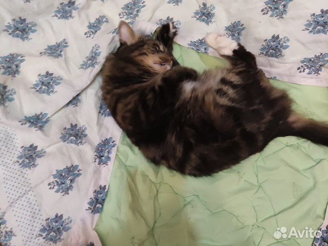 Кошка в добрые руки