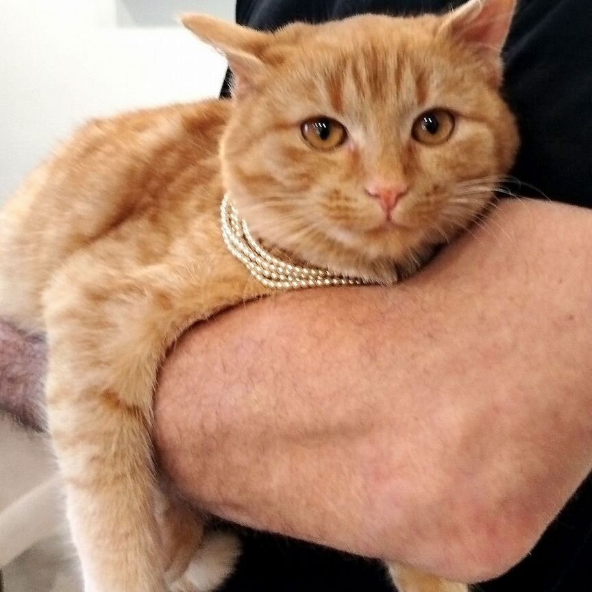 Рыжая молоденькая кошечка
