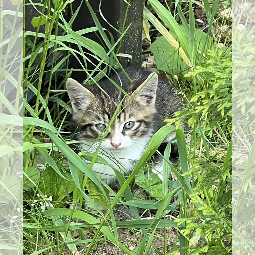 Котёнок в добрые руки