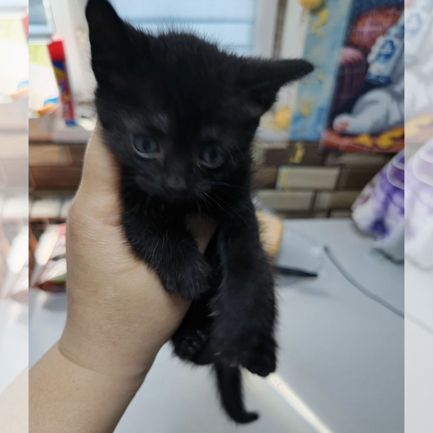 Сибирский котёнок