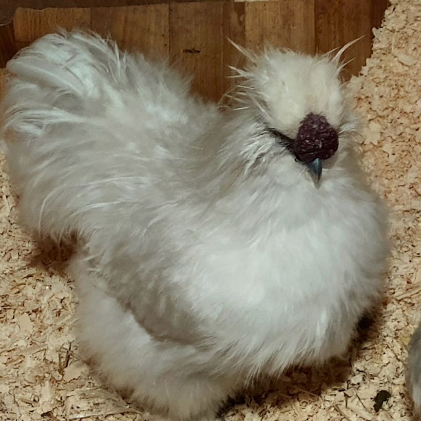 Китайские шелковые куры, петух