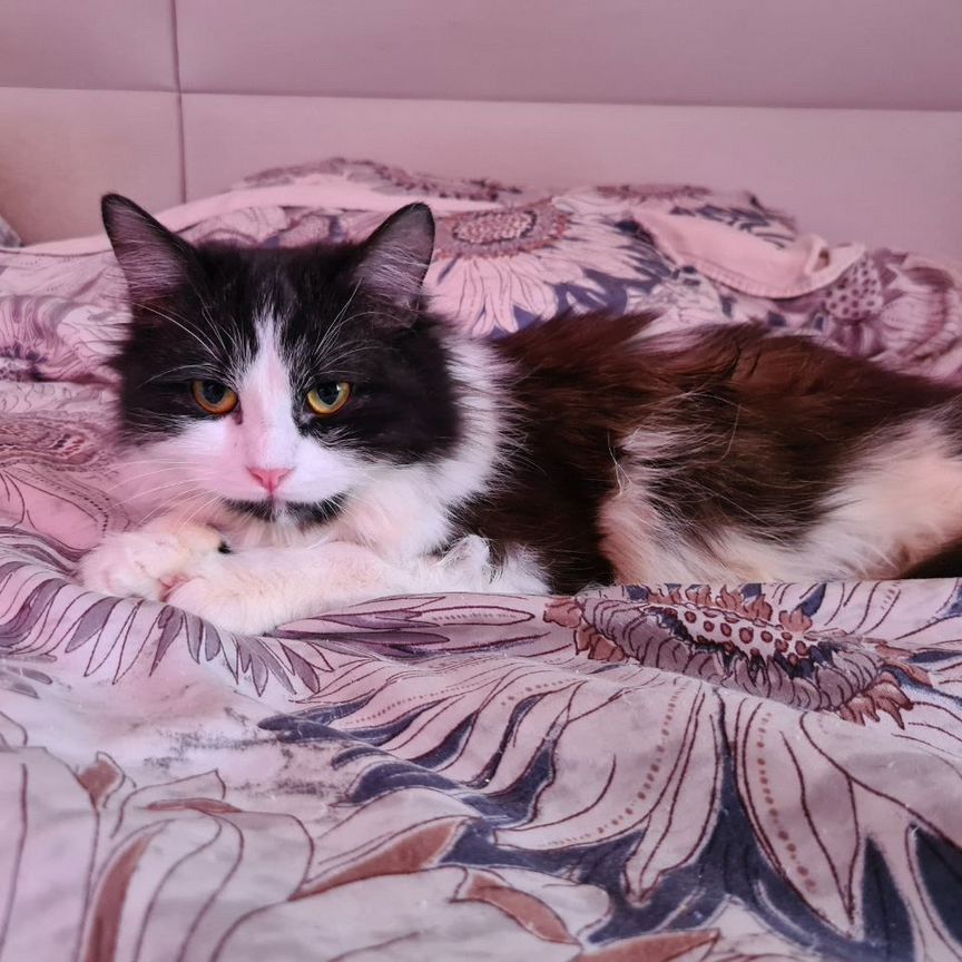 Котик в добрые руки