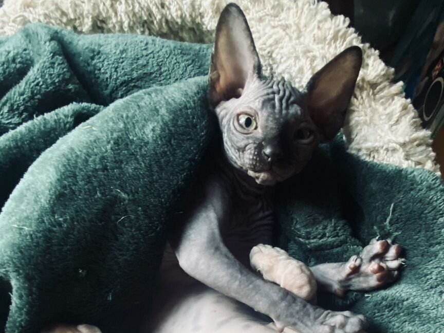 Канадский сфинкс