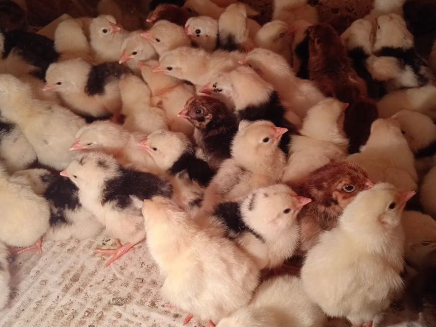 Суточные и подрощенные породные цыплята