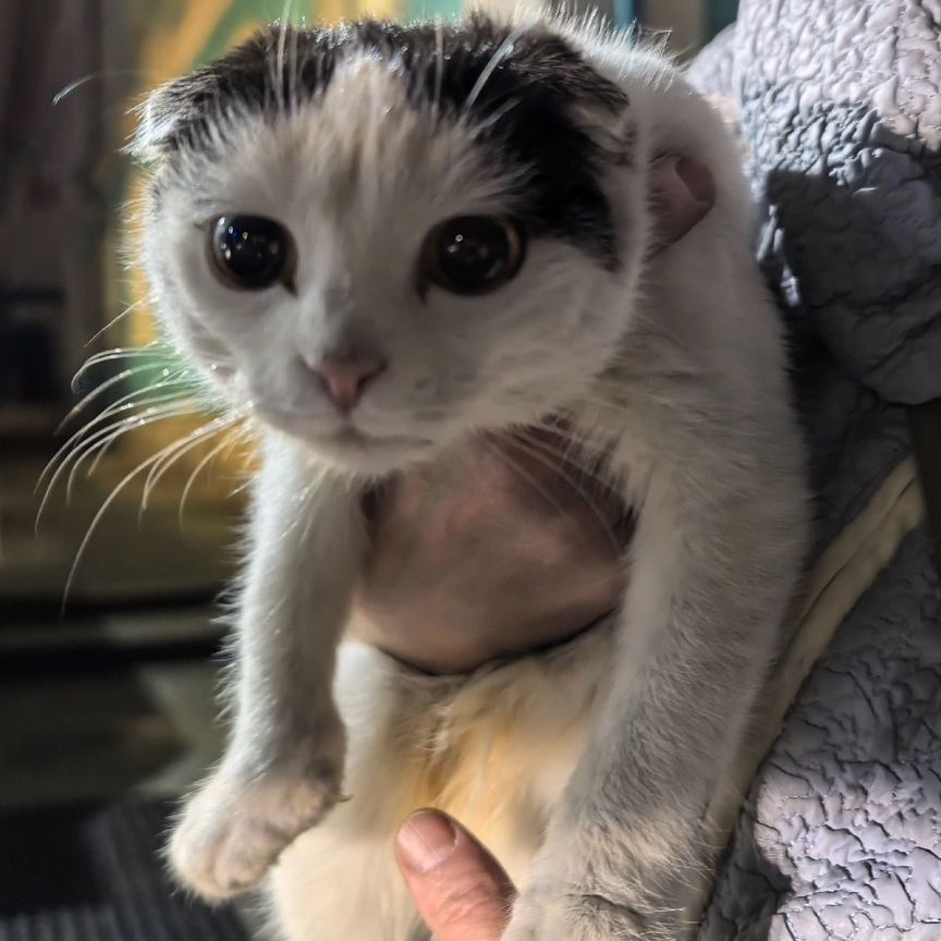 Вислоухая кошечка