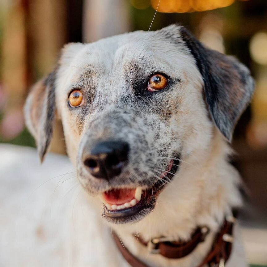 Ассоль нежная семейная собака в добрые руки в дар