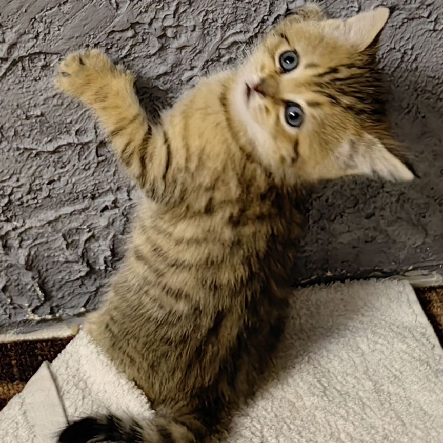 Шотландский прямоухий короткошёрстный котёнок