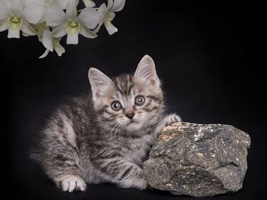 Котенок курильского бобтейла