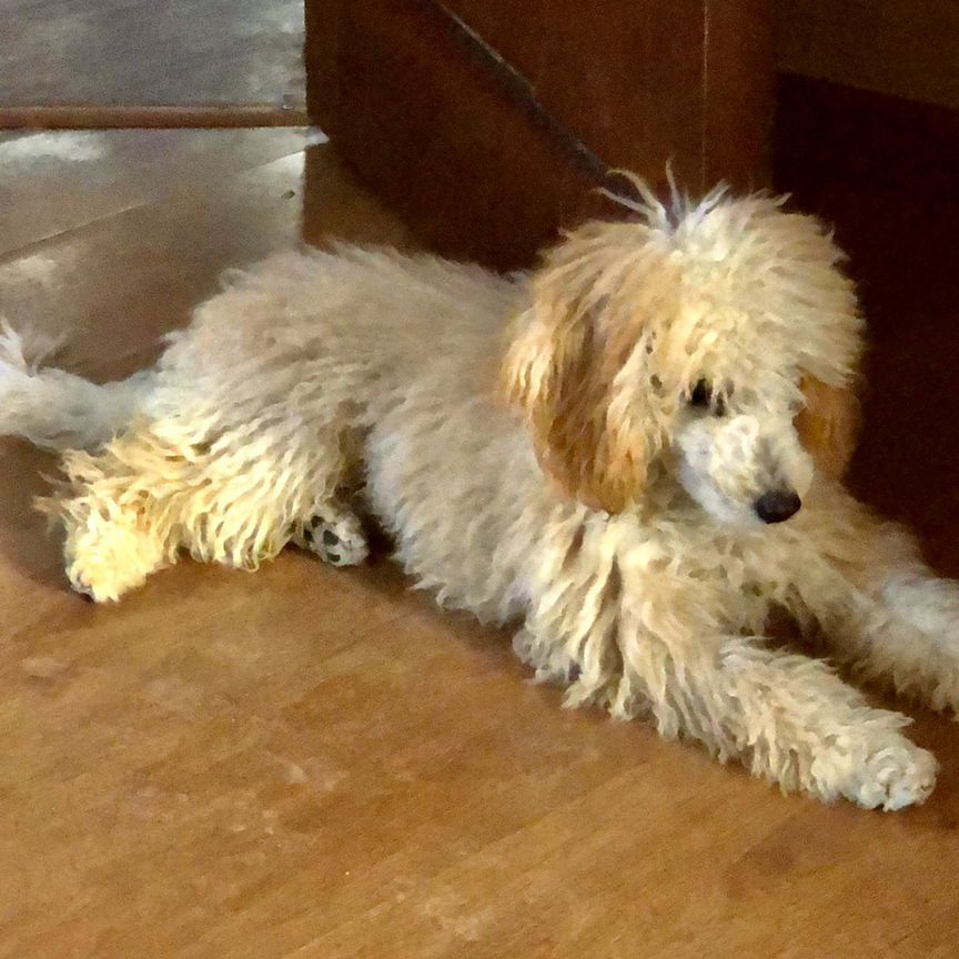 Пудель, щенок