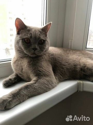 Роскошый Британский котик