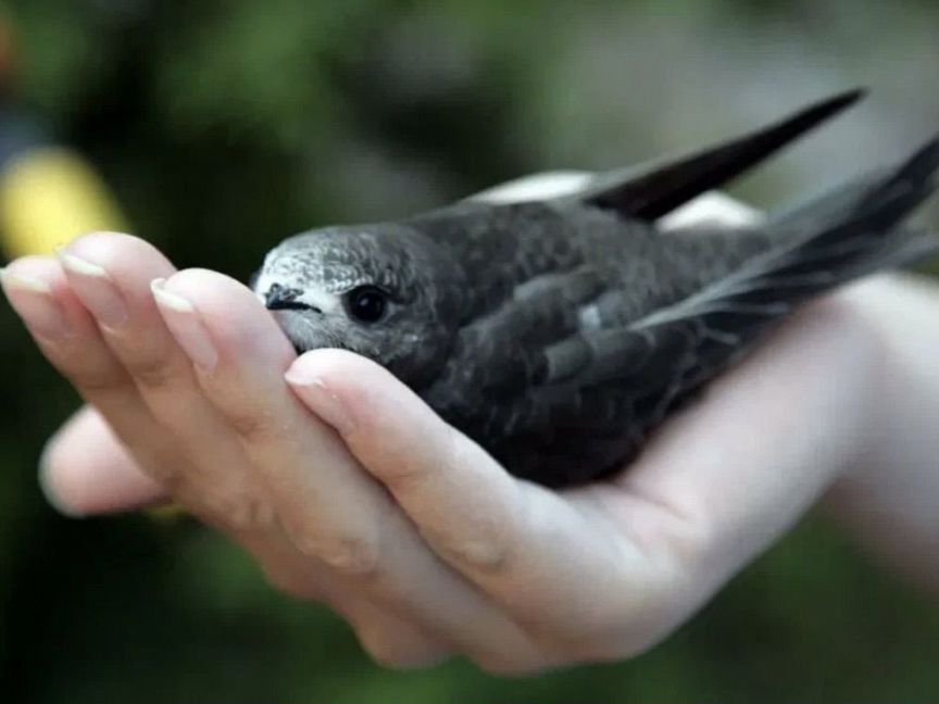 Стриж птица