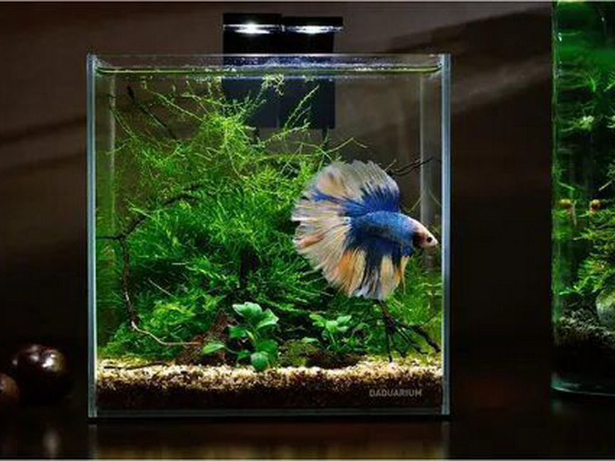Аквариум с рыбками петушки красная и синий