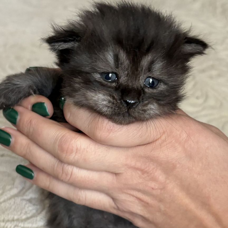 Курильский бобтейл длинношёрстный котёнок