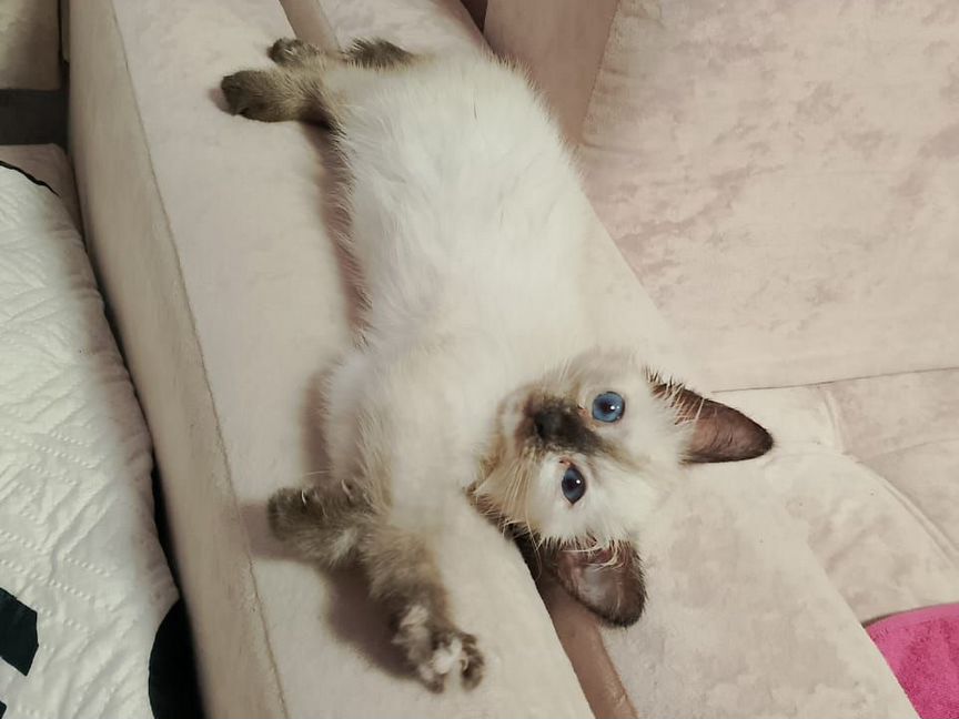 Кошка невская маскарадная